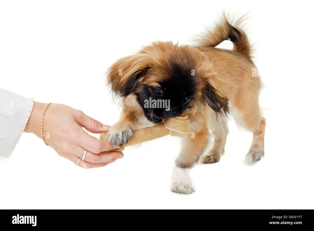 Puppy eating bone Stock Photo - Alamy