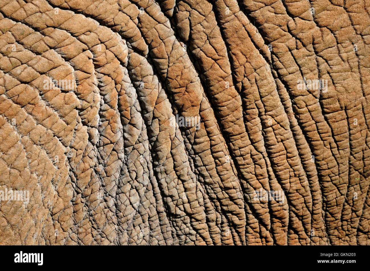 Detail of elephant skin Stock Photo - Alamy