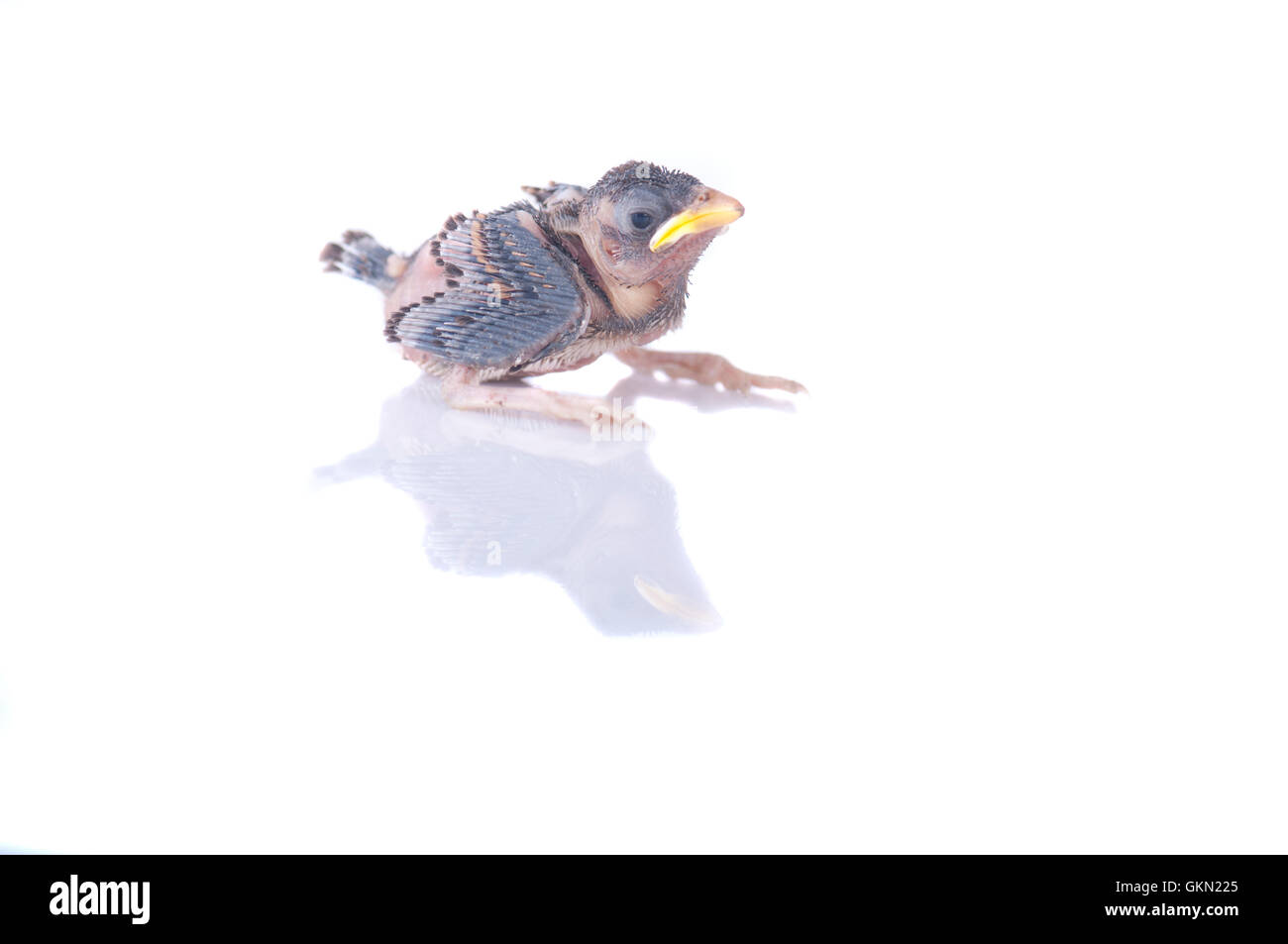 Sparrow brood hi-res stock photography and images - Alamy