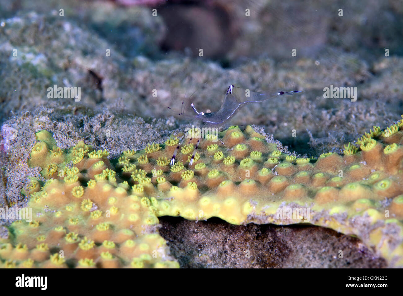 Long-arm cleaner shrimp (periclemenes longicarpus) in the Red Sea Stock ...