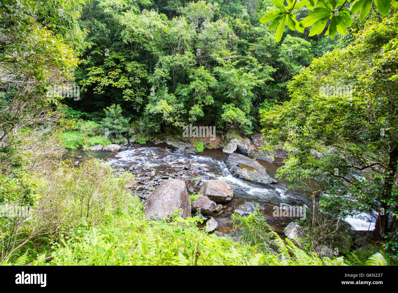 Rainforest creek crystal cascades hi-res stock photography and images ...