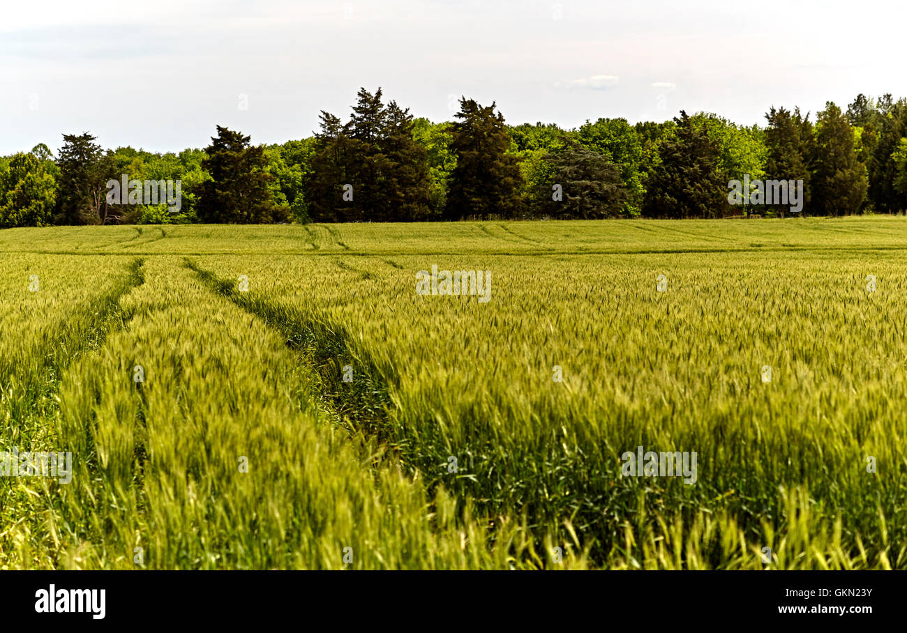 Green wheat fields growing on a farm Stock Photo - Alamy