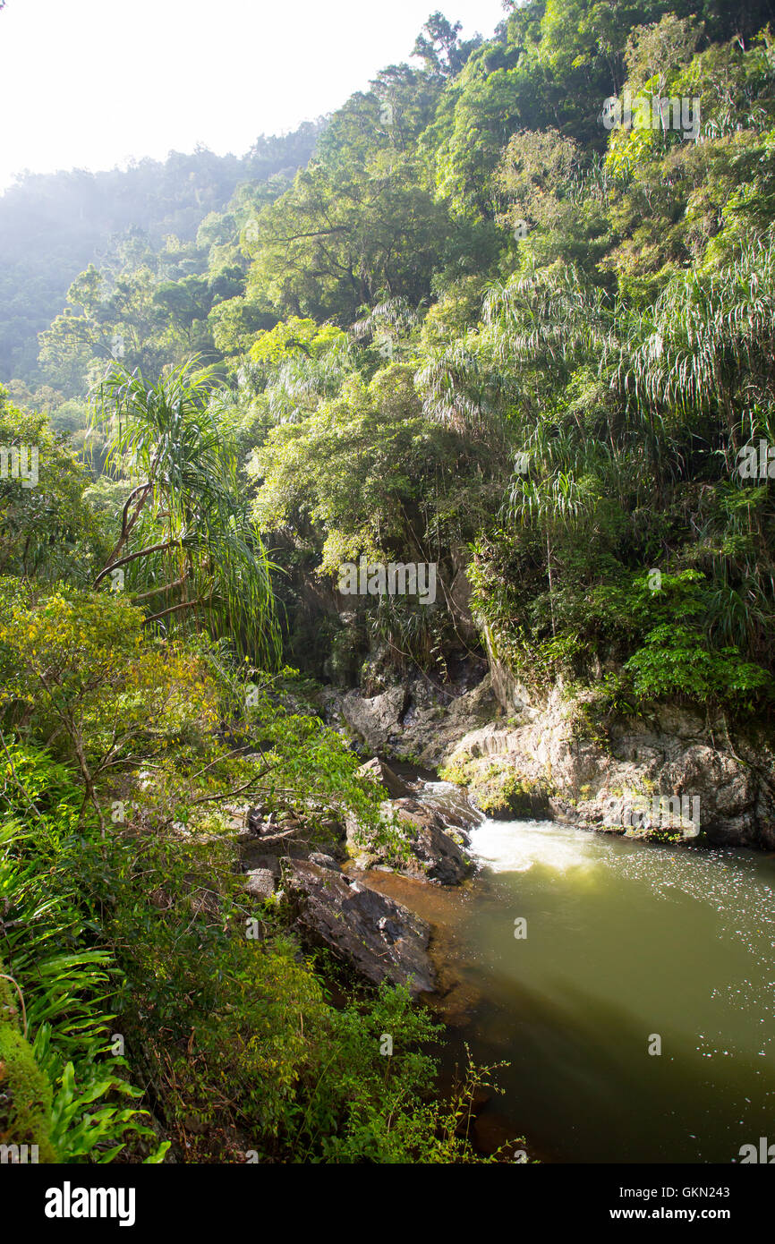 Rainforest creek crystal cascades hi-res stock photography and images ...