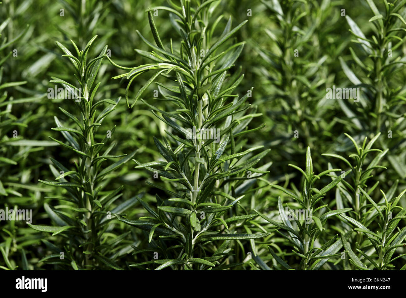 Leafy sprigs hi-res stock photography and images - Alamy