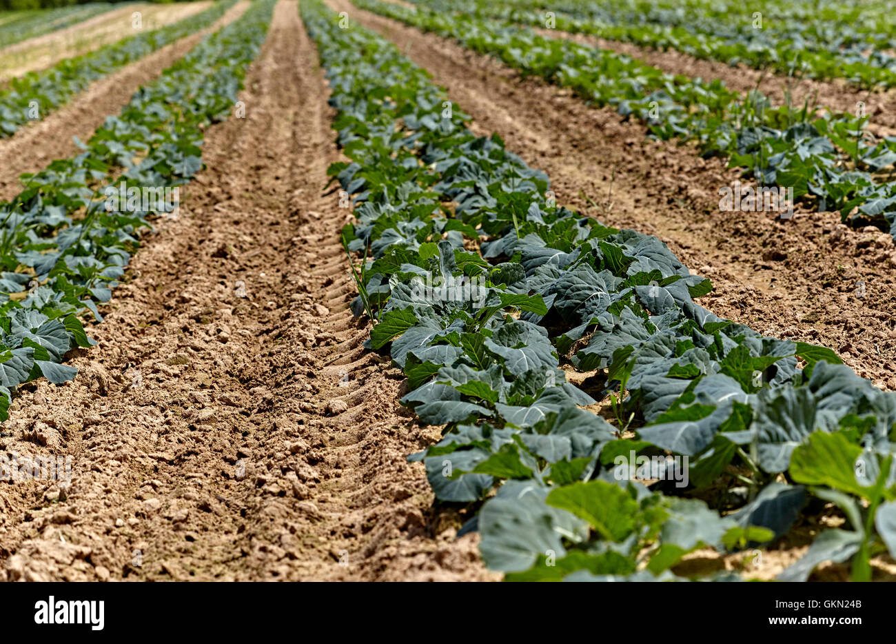 Kale on ground in hi-res stock photography and images - Alamy