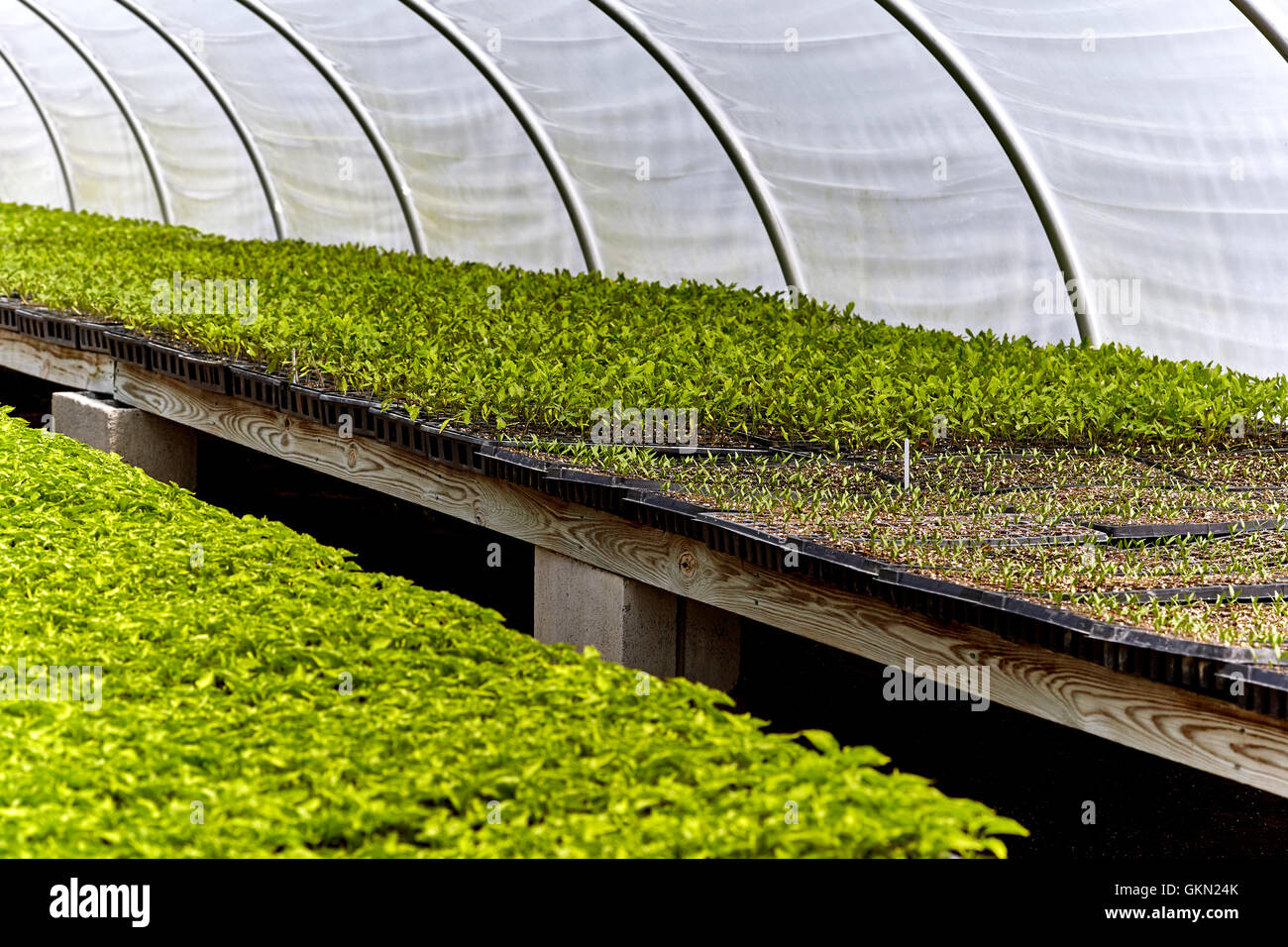 Sprouted green leaf seedlings in pots on a shelf in a greenhouse Stock ...