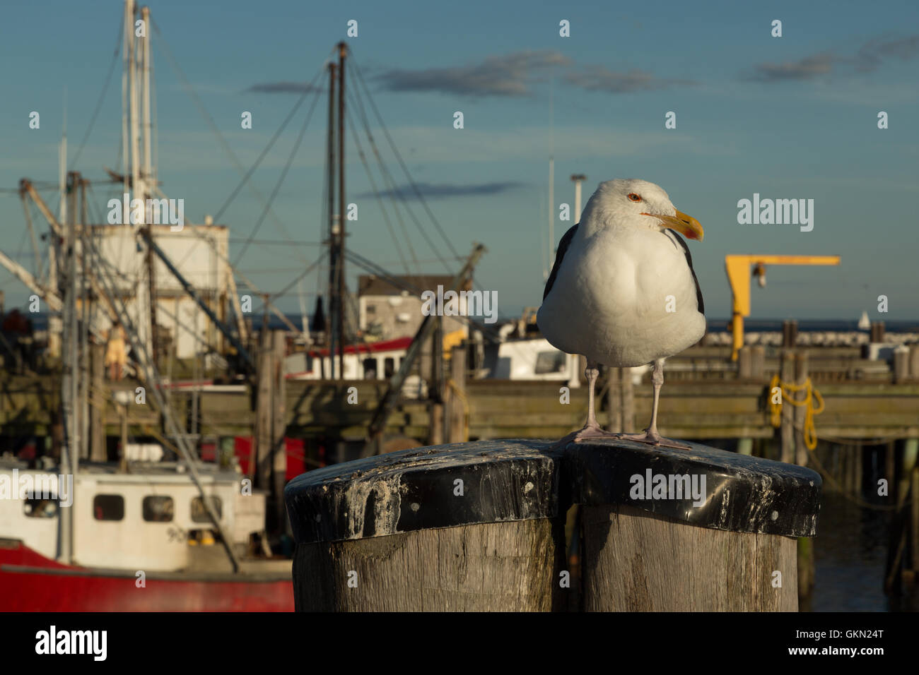 A photograph of a seagull in Provincetown Harbor, Cape Cod ...