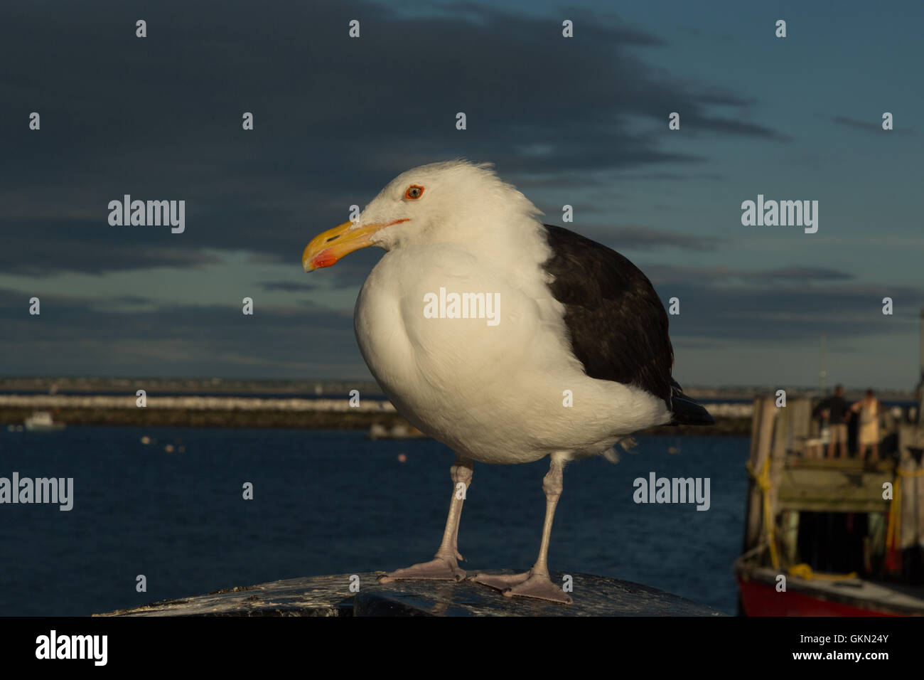 A photograph of a seagull in Provincetown Harbor, Cape Cod ...