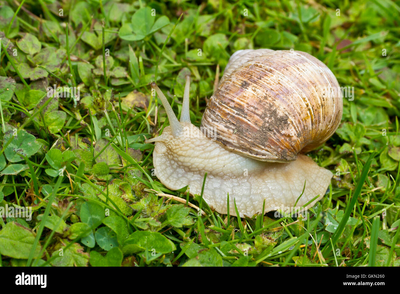 Roman, Burgundian or Edible Snail (Helix pomatia) or escargot a large ...