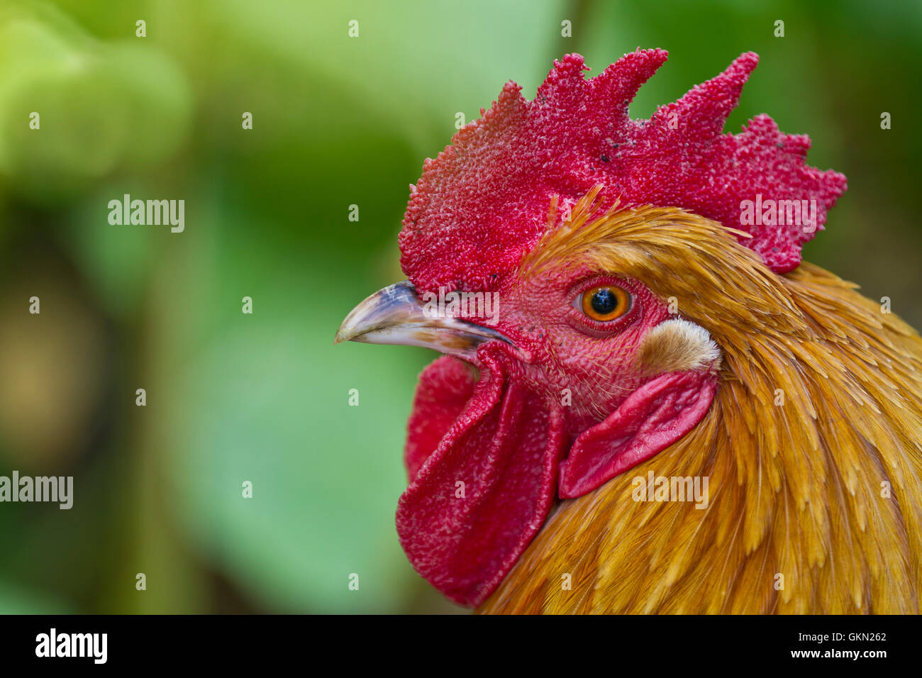 Close up Portrait of a Cockerel in profile Stock Photo - Alamy