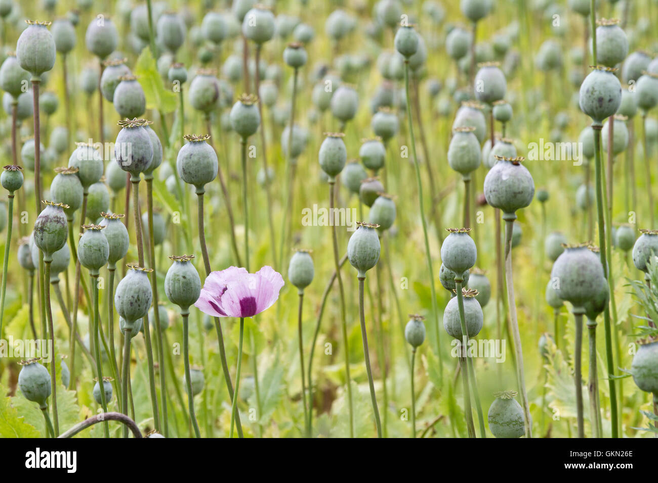 Opium poppy, Papaver somniferum grown for the production of medical ...