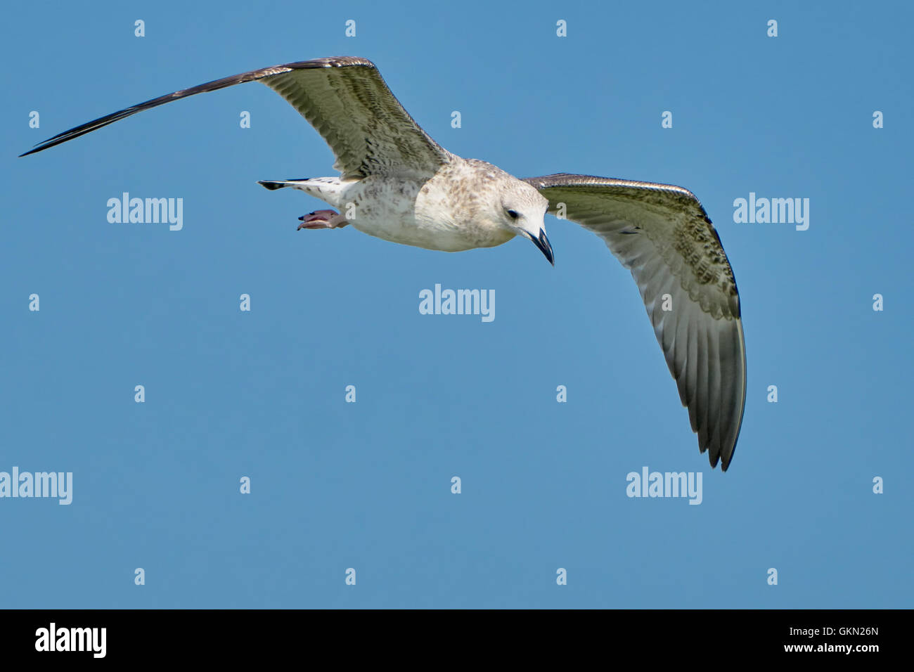 Common gull in flight against the blue sky Stock Photo - Alamy
