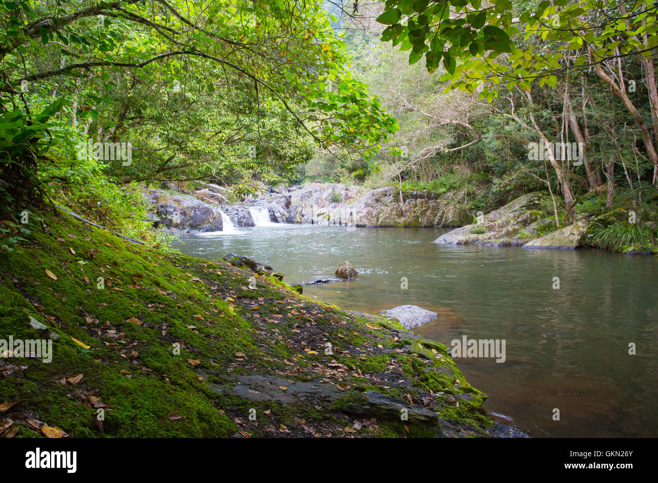 Rainforest creek crystal cascades hi-res stock photography and images ...