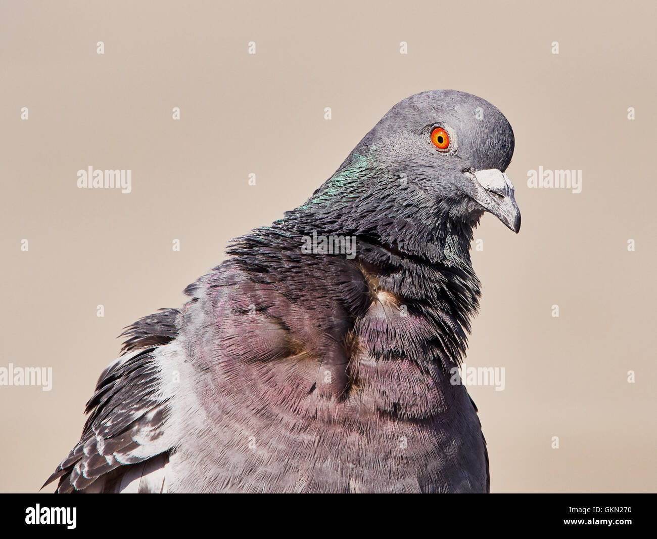 Portrait of a pigeon closeup Stock Photo - Alamy