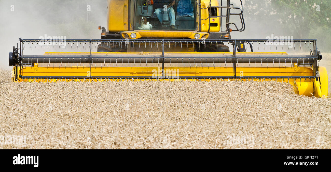 Front of a combine harvester hi-res stock photography and images - Alamy