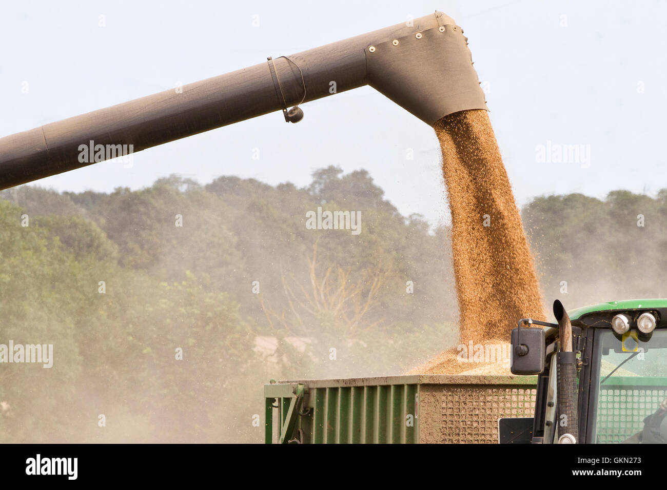 Combine harvester offloading grain into a wagon Stock Photo - Alamy