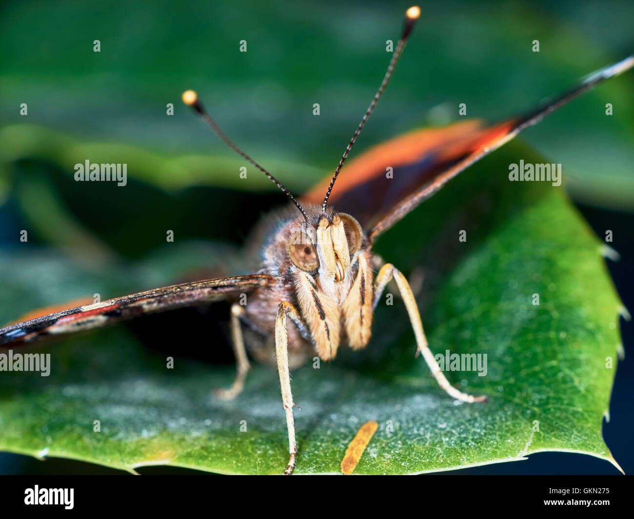 Portrait of a butterfly in the garden closeup Stock Photo - Alamy