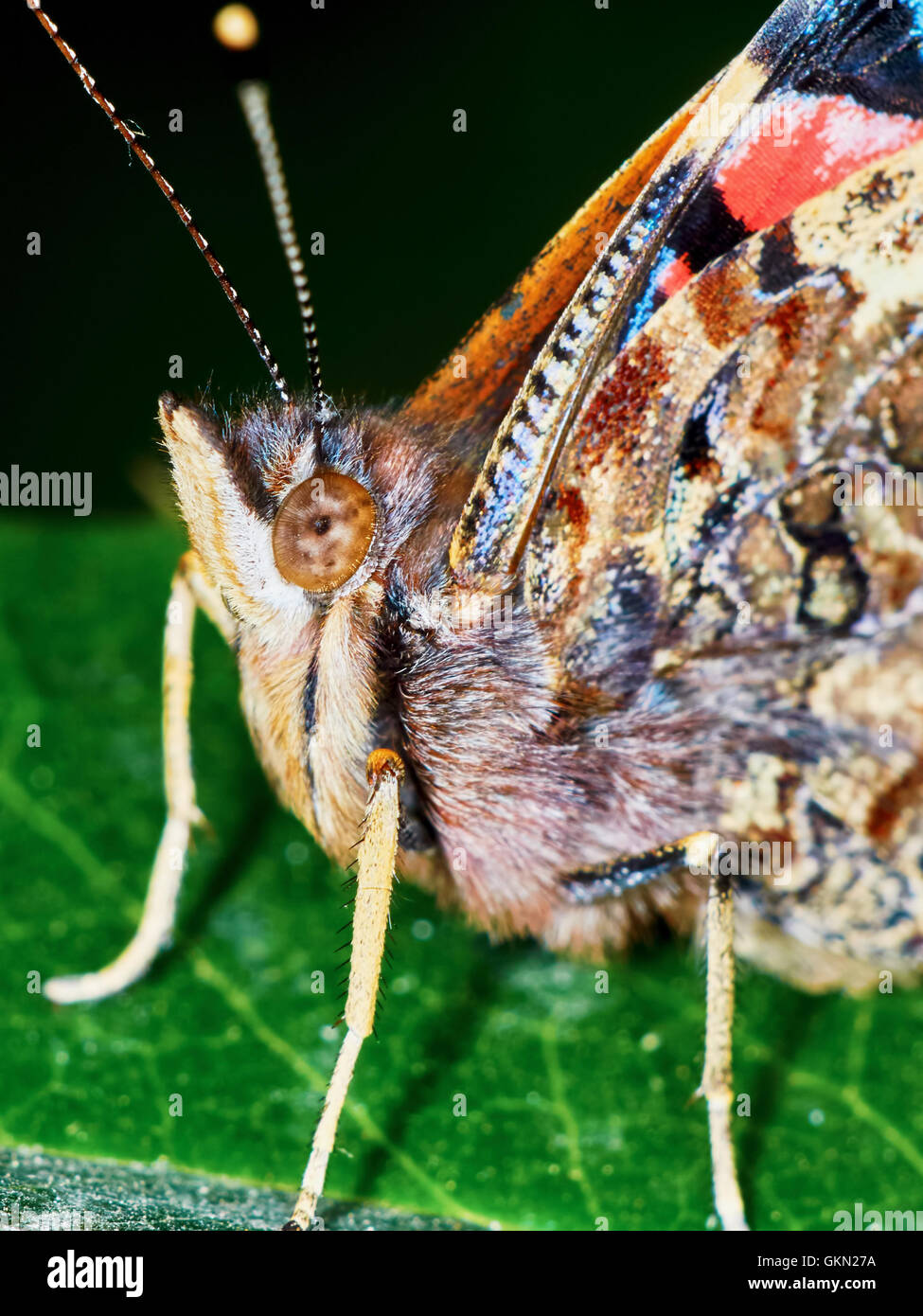 Butterfly portrait hi-res stock photography and images - Alamy