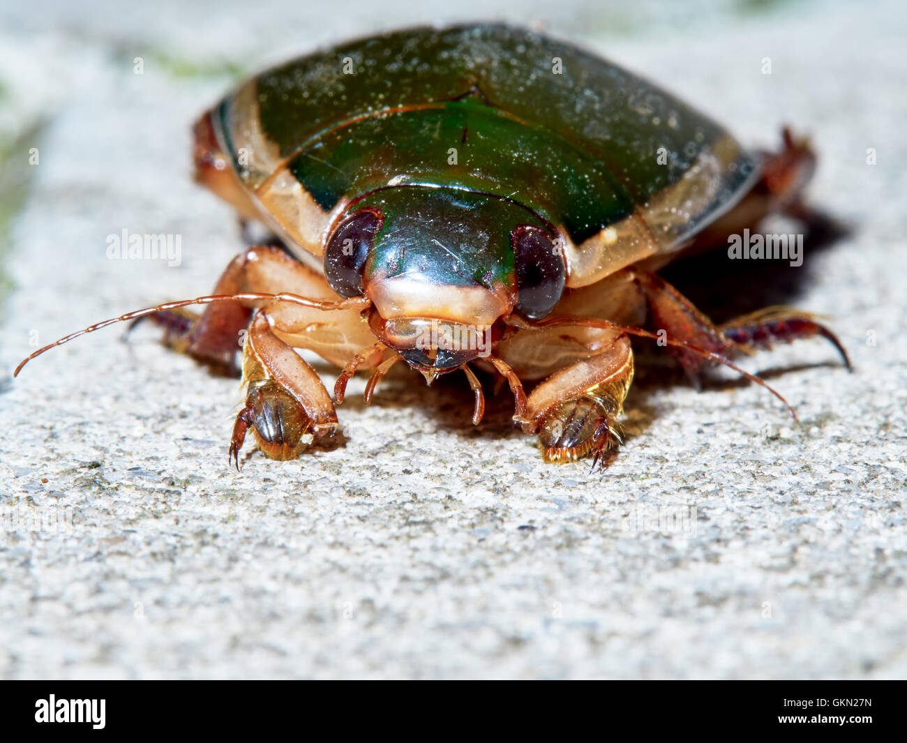 Big green bug hi-res stock photography and images - Alamy