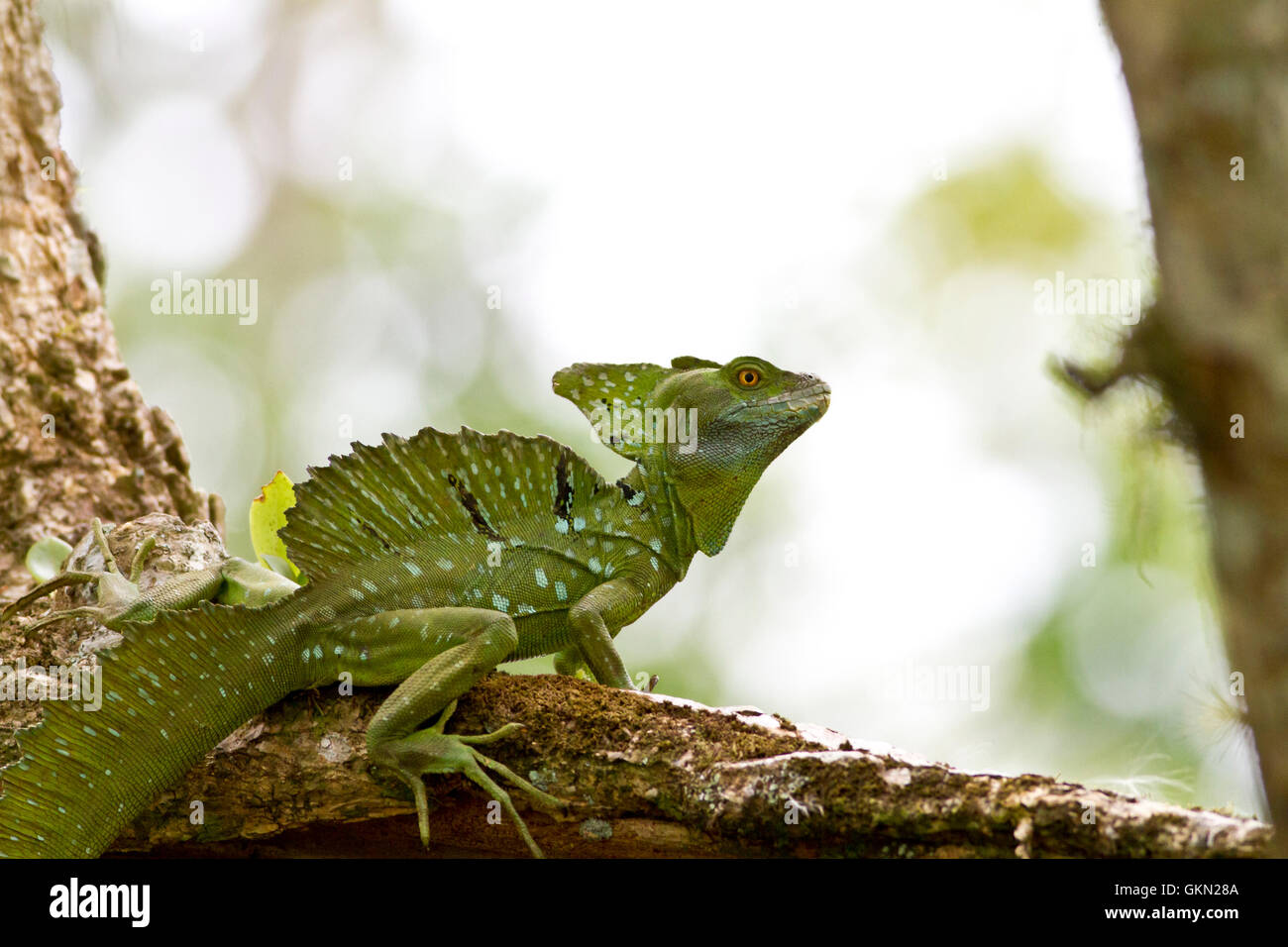 Green Basilisk Lizard Or Double Crested Basilisk Lizard Basiliscus ...
