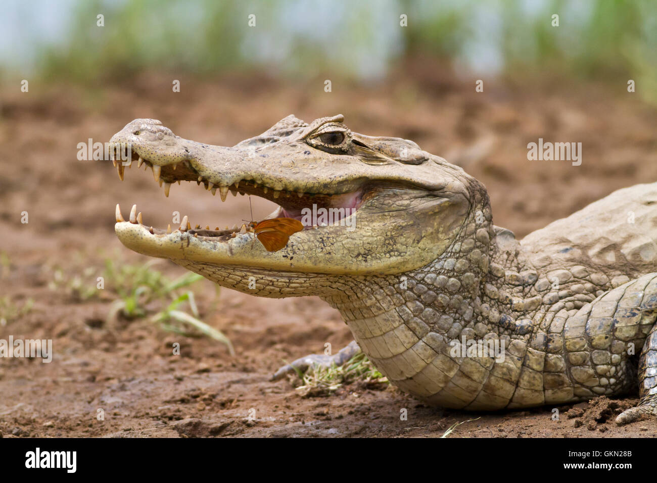Caiman crocodilus fuscus hi-res stock photography and images - Alamy