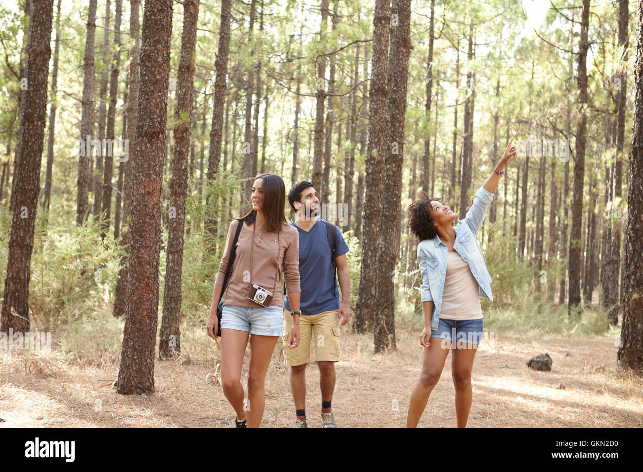 Three friends walking and pointing in a pine forest in the afternoon ...