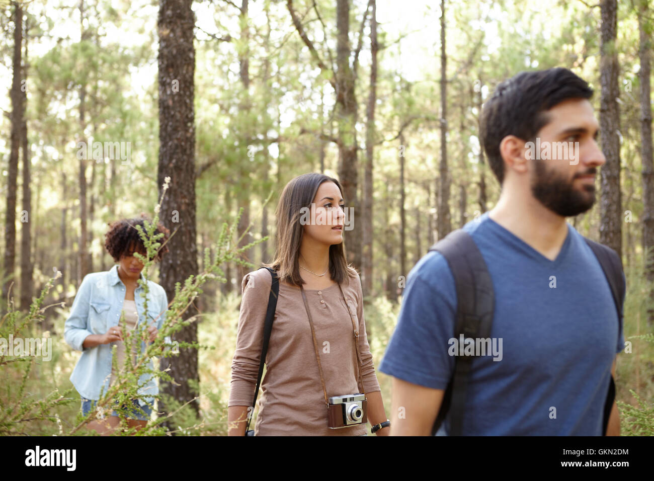 Three friends walking through a pine tree plantation in the late ...