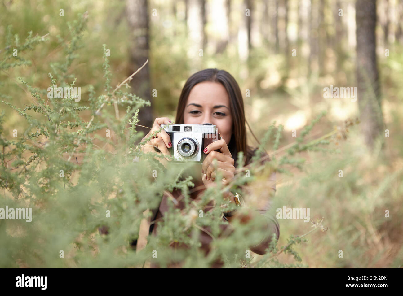 Pine sapling in sunlight hi-res stock photography and images - Alamy