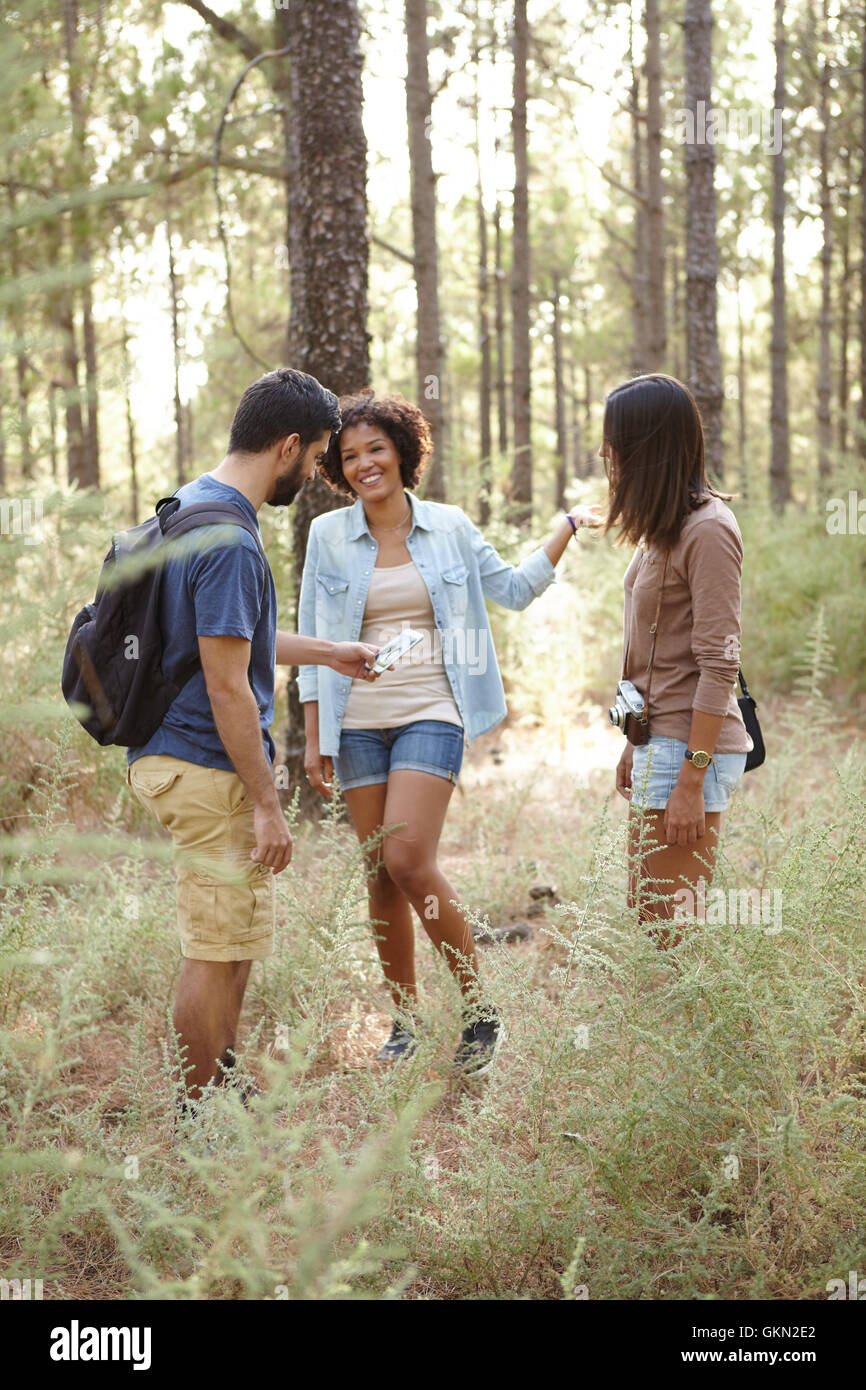 Laughing and chatting friends in a pine tree forest in the late ...