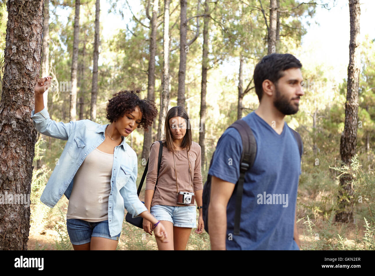 Three friends walking leisurely through a pine tree plantation in the ...