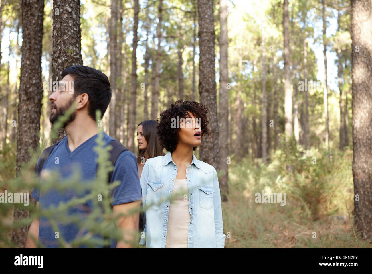 Three surprised friends looking up the pine tree forest in the late ...