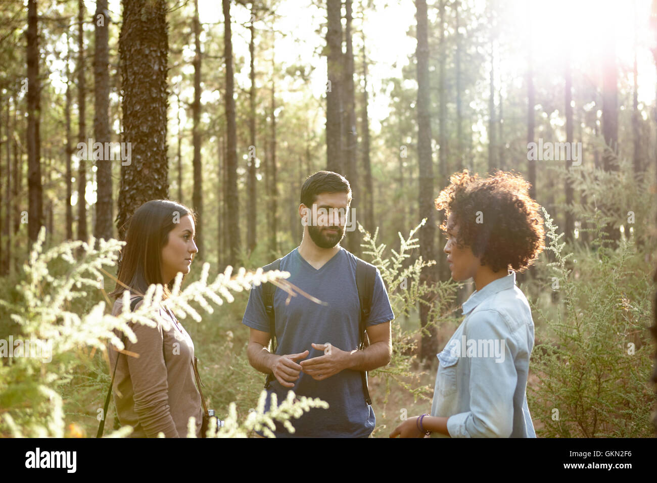 Young friends talking with each other surrounded by pine trees in the ...