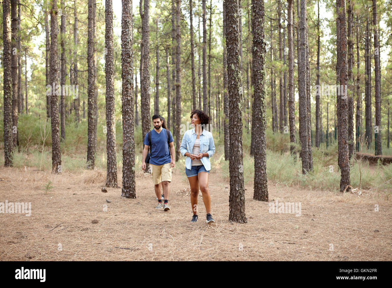 Young couple wandering in the pine tree forest in the late afternoon ...
