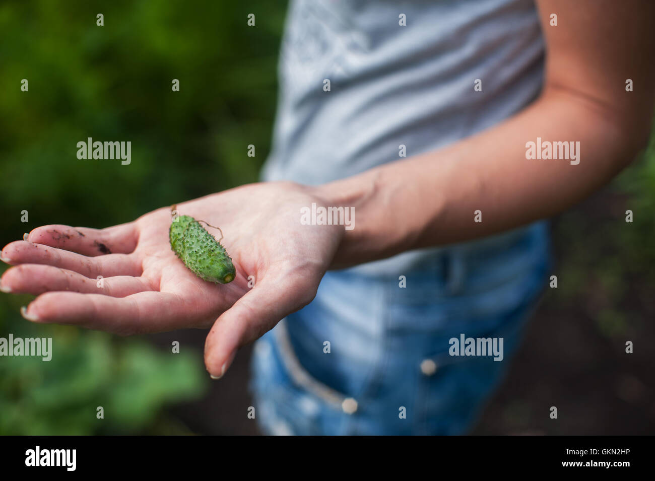 Cucumber sorting hi-res stock photography and images - Alamy