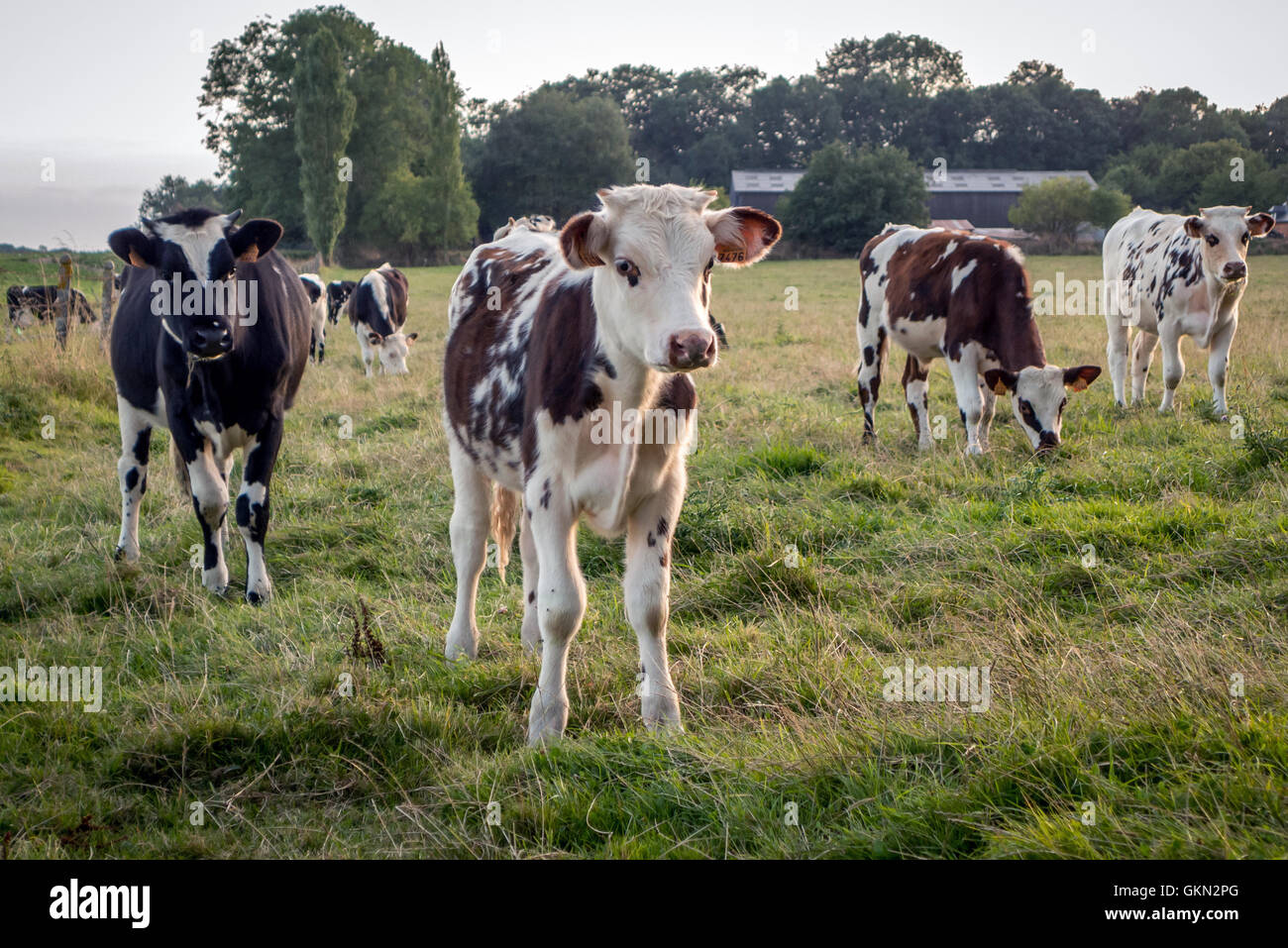 Young cattle in northern France Stock Photo - Alamy