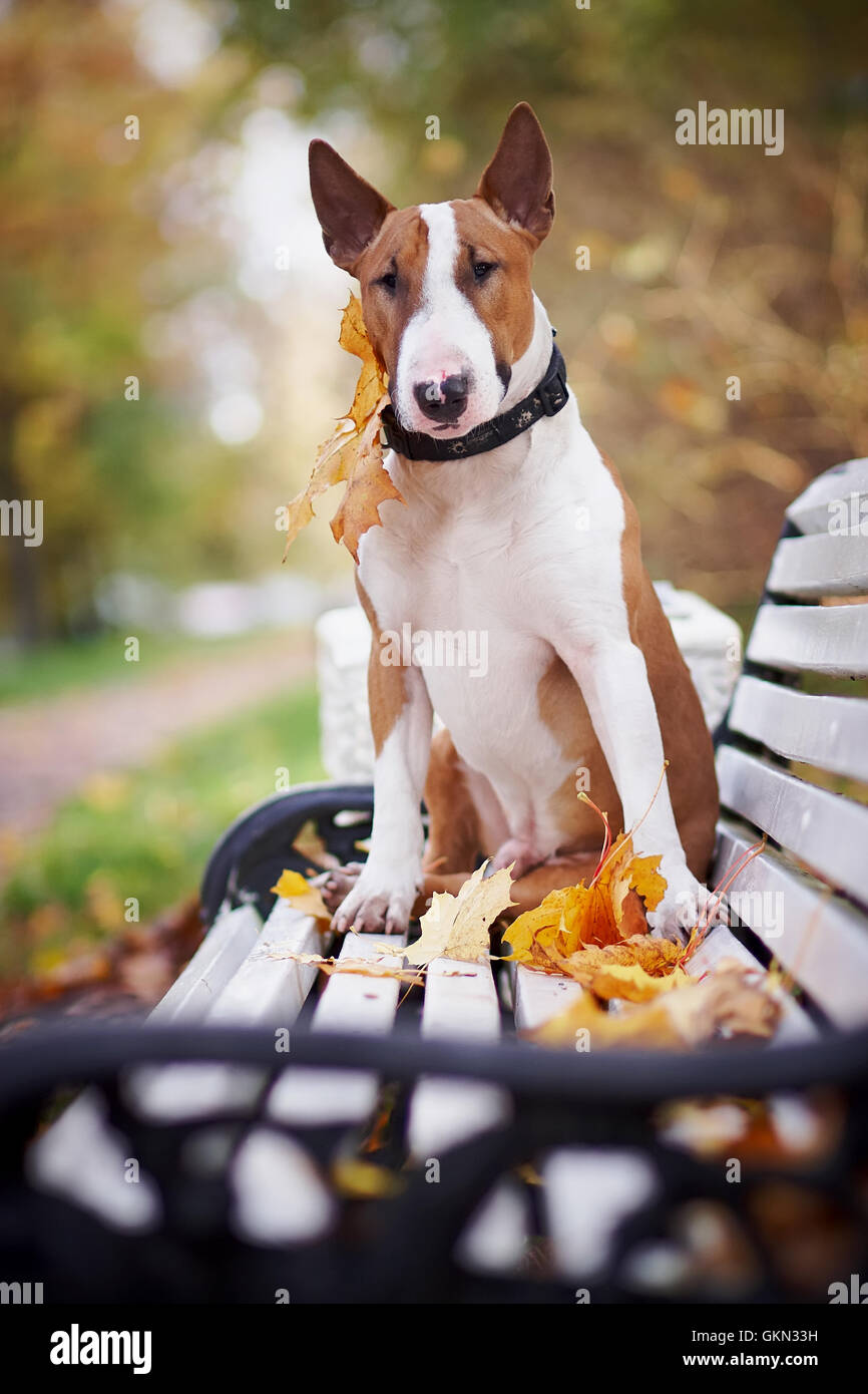 The red bull terrier sits on a bench Stock Photo - Alamy