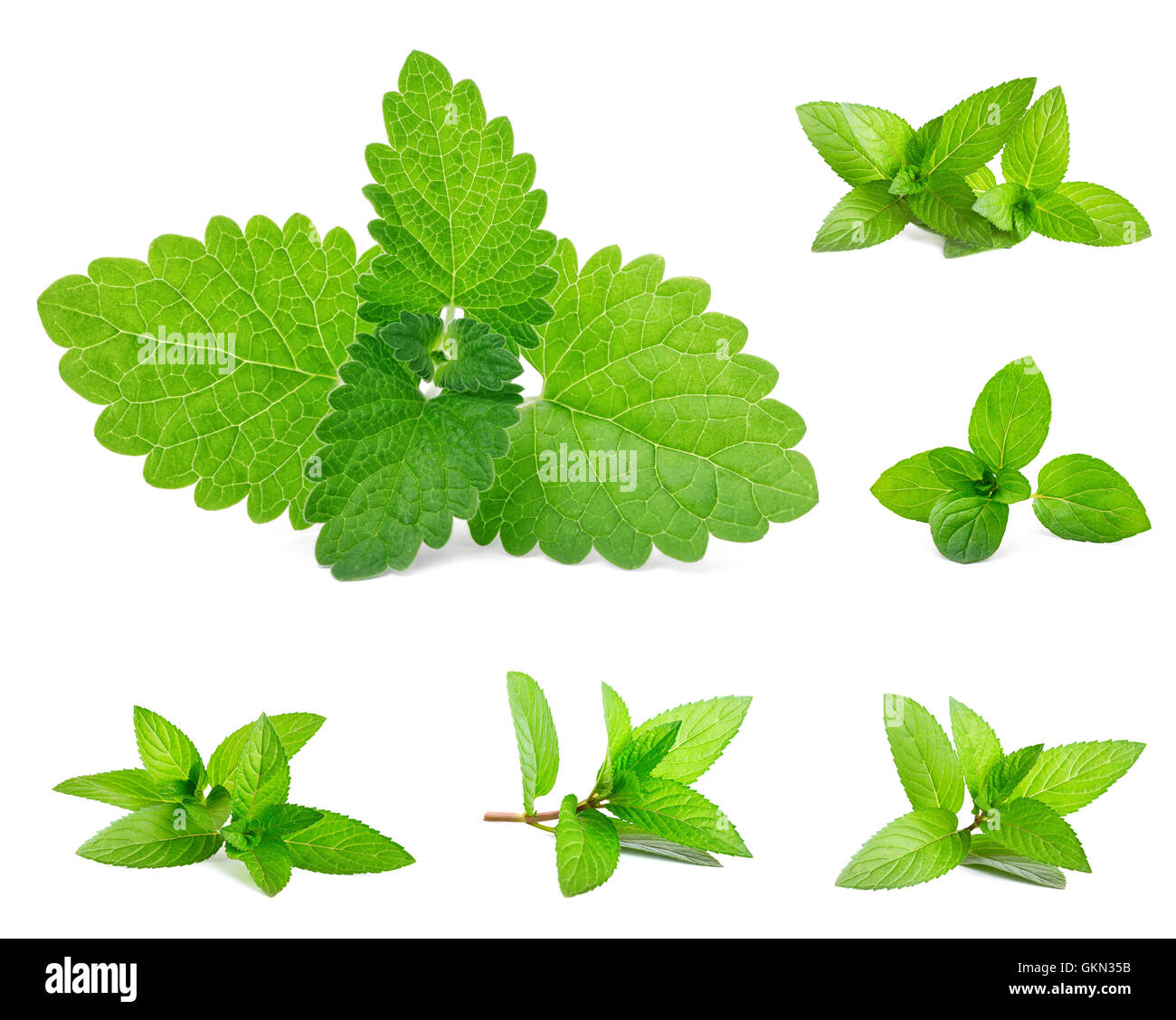 Fresh mint isolated on white. Set Stock Photo - Alamy
