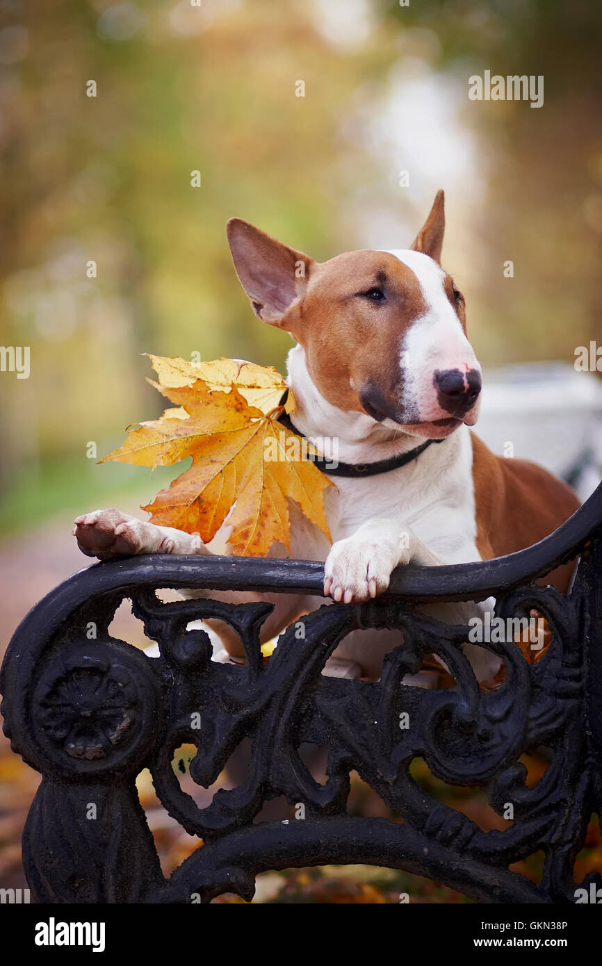 Portrait of an english bull terrier hi-res stock photography and images ...