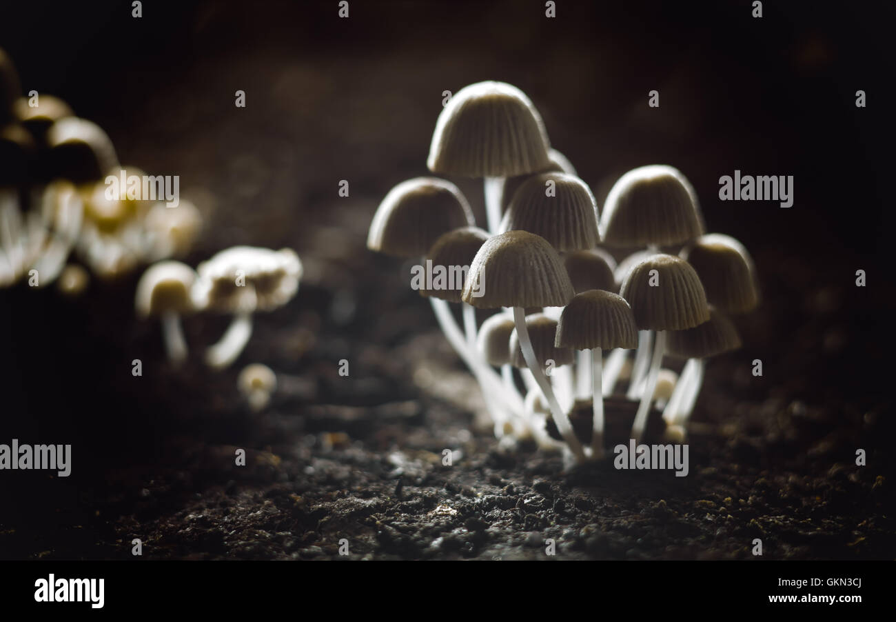 Small mushrooms toadstools Stock Photo - Alamy
