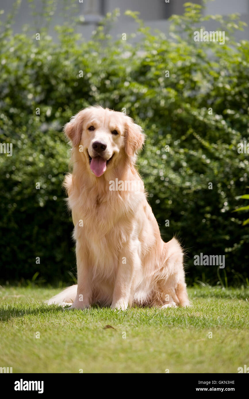 beautiful Golden Retriever dog standing Stock Photo - Alamy