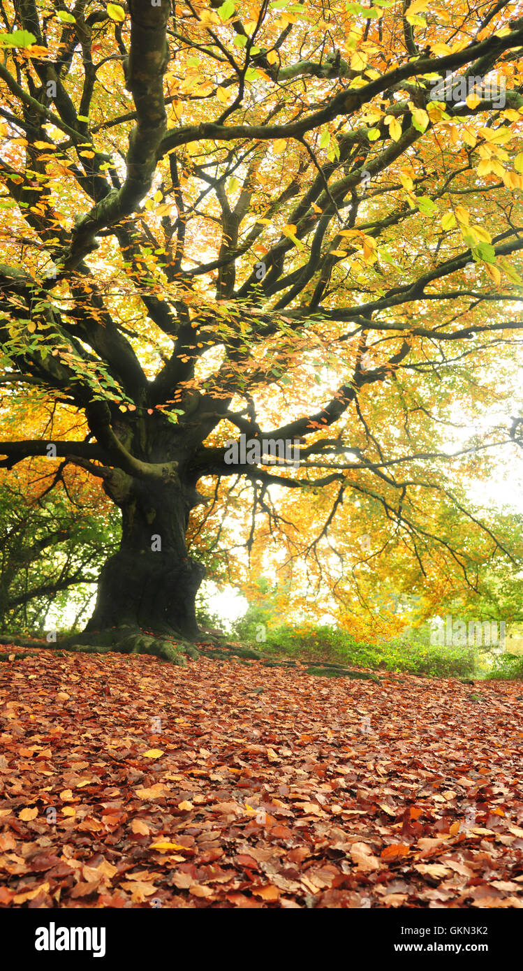 Old tree leaf hi-res stock photography and images - Alamy