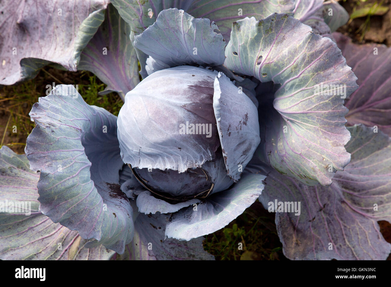 red cabbage in garden Stock Photo - Alamy