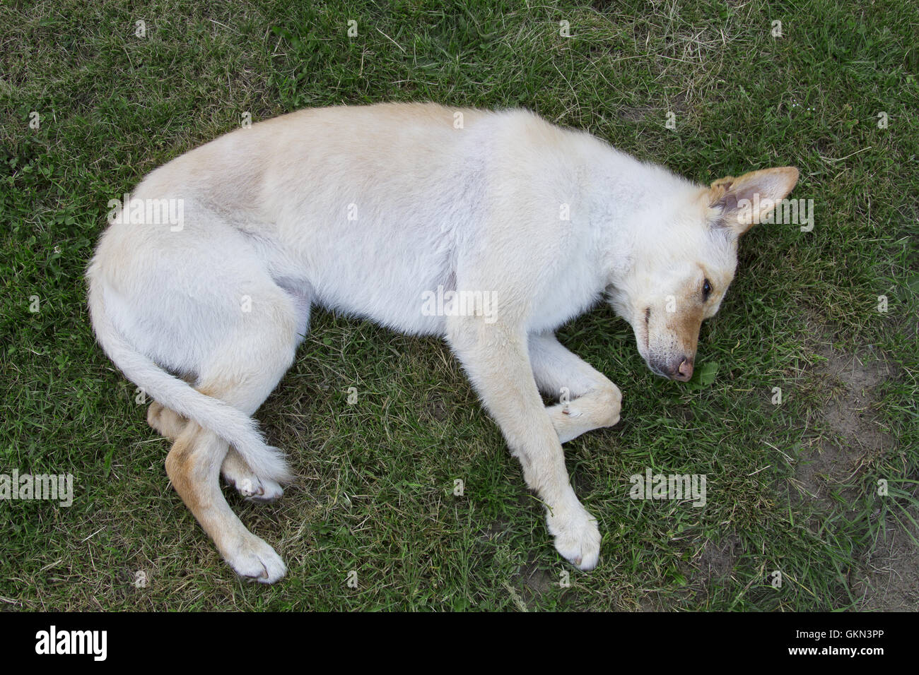 Play dead animal hi-res stock photography and images - Alamy