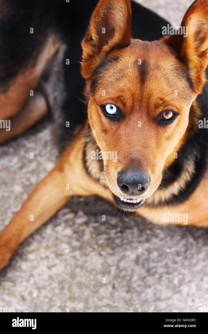 Mixed breed dog blue eyes hi-res stock photography and images - Alamy