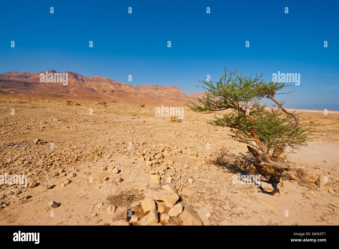 Tree in Desert Stock Photo - Alamy