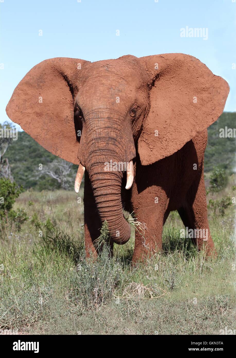 African Elephant Bull Stock Photo - Alamy