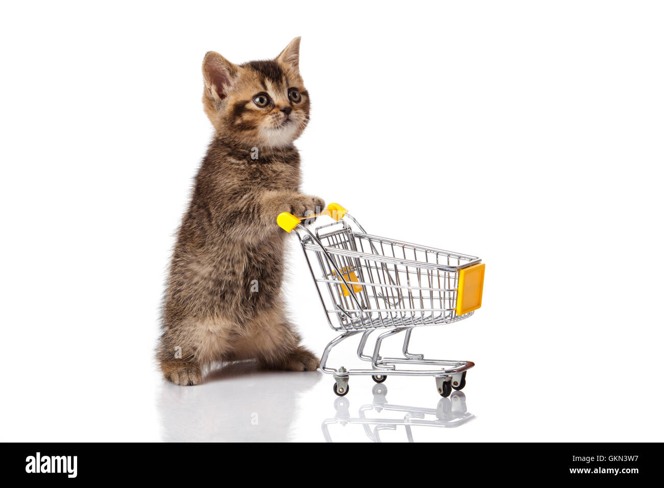 Cat shopping cart hi-res stock photography and images - Alamy