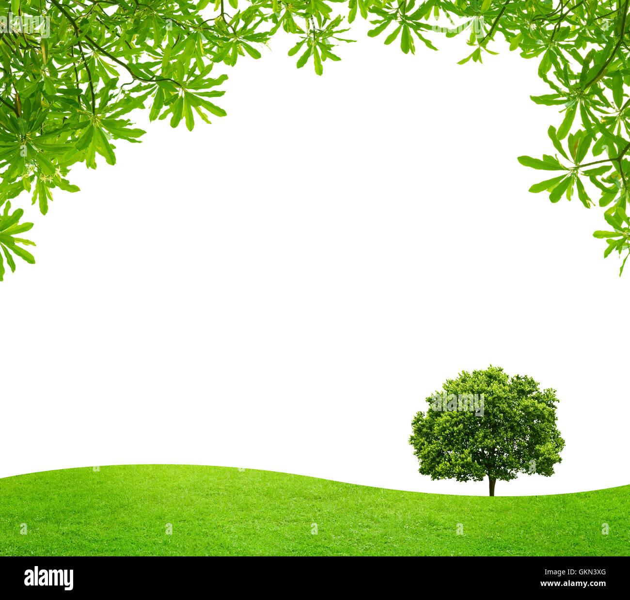 green field with a big tree and green Leaves on white background Stock ...