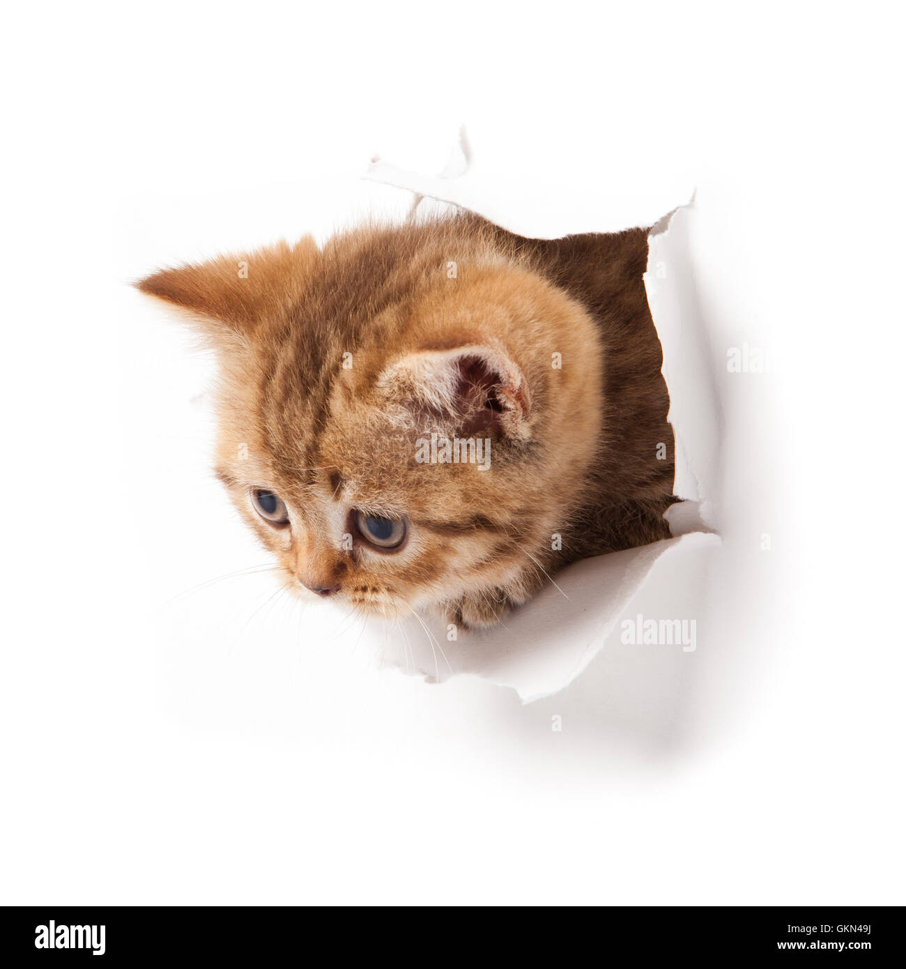 kitten looking up in paper Stock Photo - Alamy