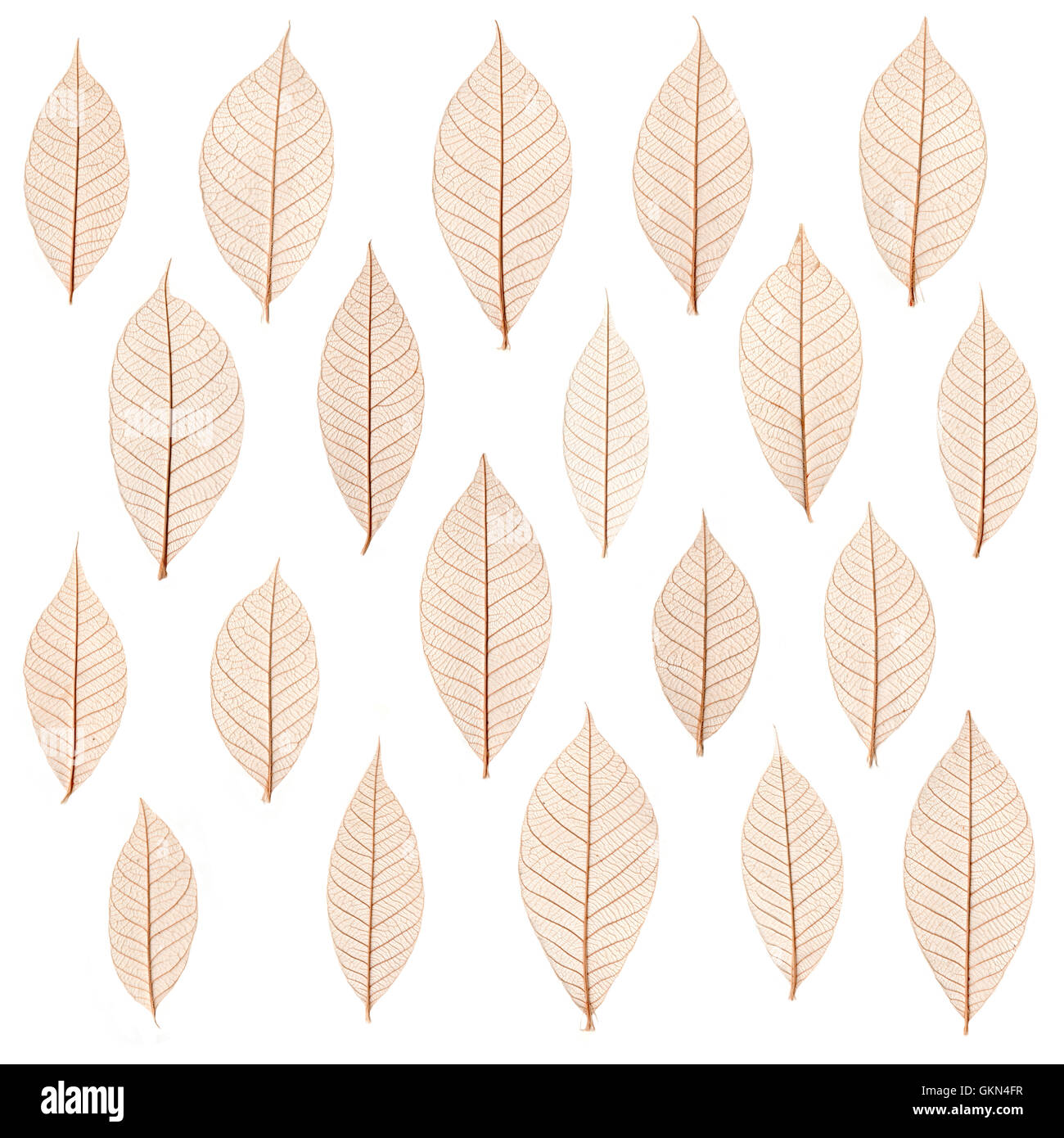 Transparent leaf Cut Out Stock Images & Pictures - Alamy